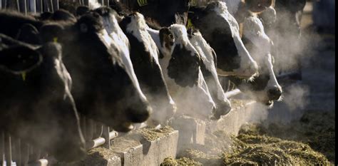 How Bird Flu Virus Fragments Get Into Milk Sold In Stores And What The Spread Of H5n1 In Cows