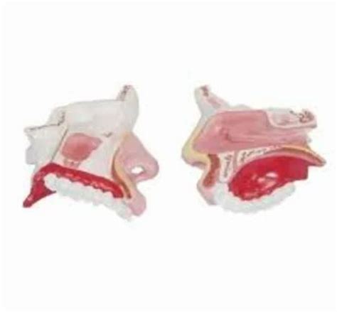 Kay Kay Skin Nasal Cavity Model For Biological Lab Size Life Size At