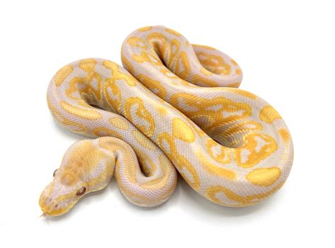 Toffino Black Pastel Royal Constrictor Designs