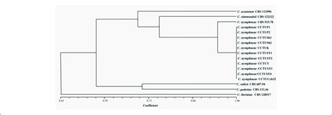 Dendrogram Generated With Dna Banding Patterns Of Box Primer Using
