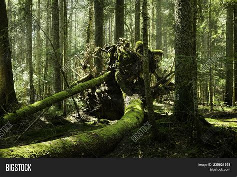 Big Tree Root Green Image And Photo Free Trial Bigstock