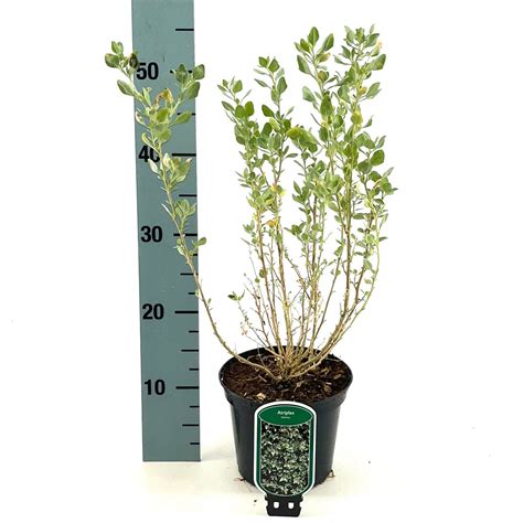 Atriplex Halimus — Plant Wholesale Floraccess