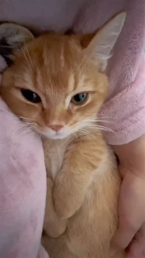 Cute Cats Follow For More Pawsitivity🐾 Instagram