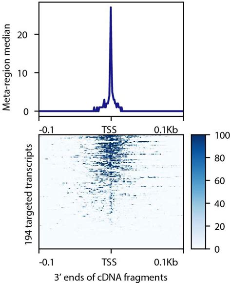 Transcription Start Site Profiling By Mpe Seq Metagene Profile Of 3ʹ