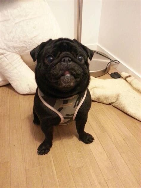 17 Best Images About Pugs In Our Harnesss And Bandanas On Pinterest