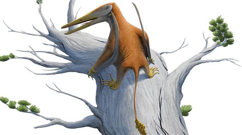 178 Million Year Old Pterosaur Fossil Reveals New Species Of Flying Reptile