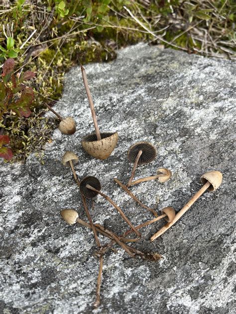 No Libs Right Rsemilanceata