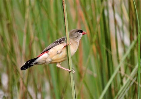 Red Avadavat Birdfinding Info