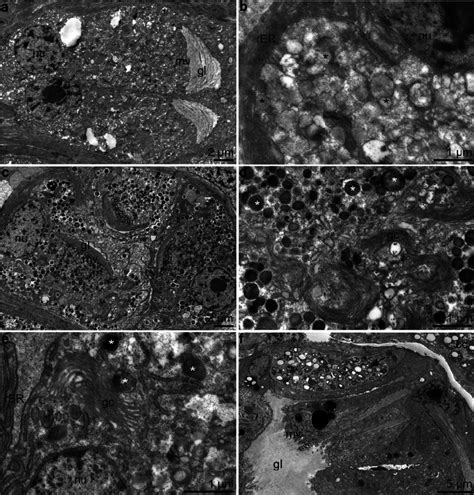 Ultrastructure Of Pyriform Glands Of Forepart A E And Trunk F A