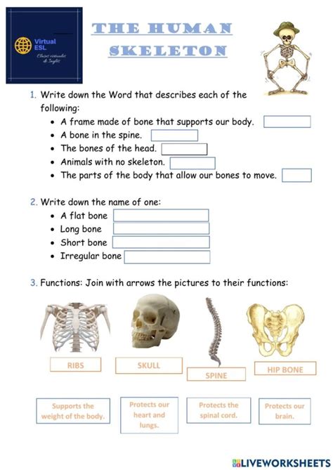 Human Skeleton Worksheets Free