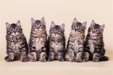 Сибирские котята Породы кошек с фотографиями Котостудия