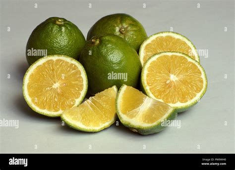 Harvested Tahitian Or Persian Limes Citrus Latifolia Sliced And Full