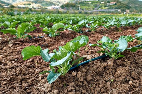 ¿cómo Aprovechar Más Los Nutrientes Y Optimizar El Uso De Fertilizantes