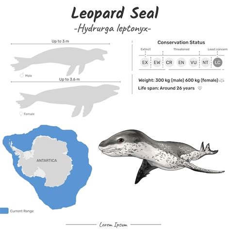 Premium Vector Hydrurga Leptonyx Leopard Seal Geographic Range