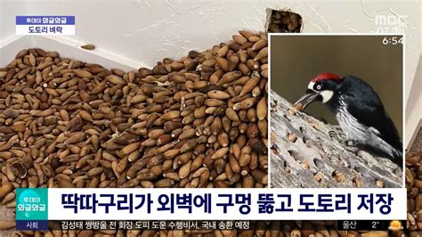 미국 가정집에 딱따구리 선생이 숨겨둔 도토리 300kg 유머 재미 감동 네모판