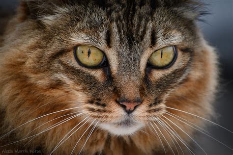 Fabio Cabrals Favorites Flickr