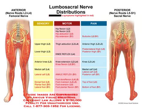 Anatomy Of Sciatica