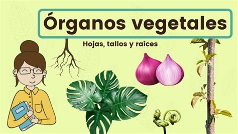 Estructura jerárquica de las plantas Organigrama esencial 2025