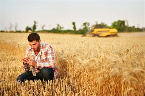 Premium Photo Agronomist Examining Cereal Crop Before Harvesting