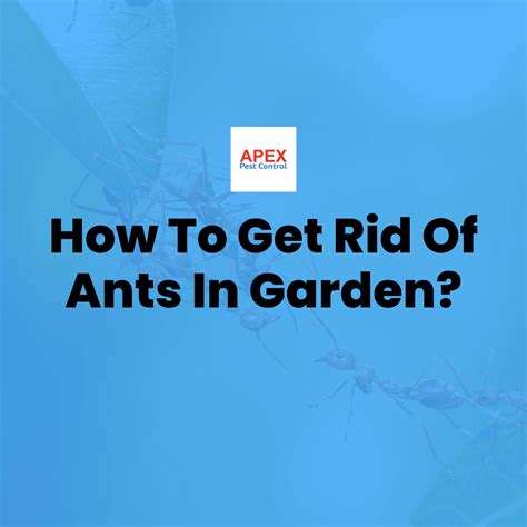 How To Get Rid Of Ants In Your Garden Effective Strategies