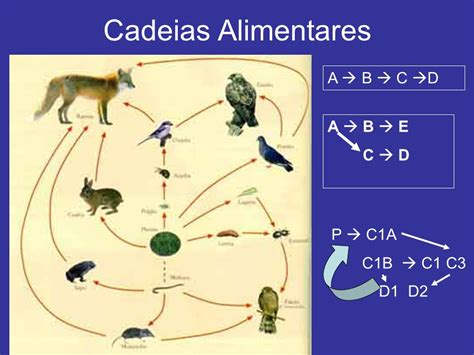 ECOLOGIA CONCEITOS FUNDAMENTAIS Ppt Carregar