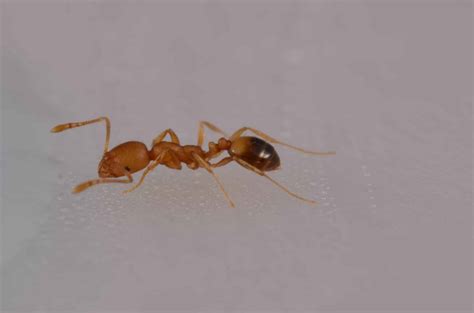 Boxelder Bug Control And Prevention