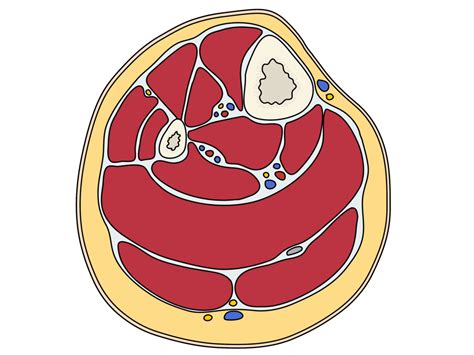 Diagram Of Cross Section Of The Leg Quizlet