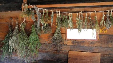 Como Secar Plantas Medicinais