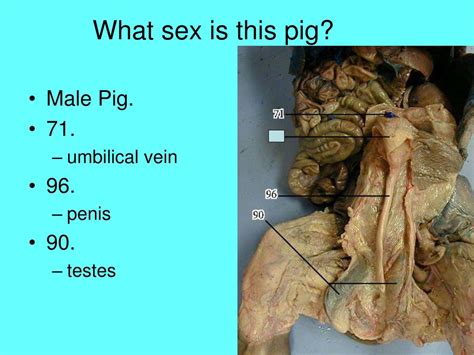 Ppt Fetal Pig Dissection Review Powerpoint Presentation Free