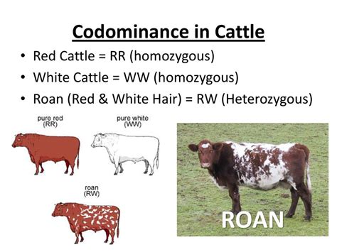 Codominance Notes Mrs Callan Ppt Download