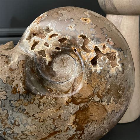Natural Home Accents Polished Moroccan Ammonite Rare Earth Mercantile
