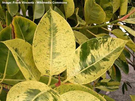 Rubber Tree Plant Care Growing Rubber Fig Ficus Elastica