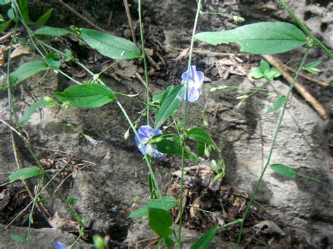 Flores del género Evolvulus Flowers of the genus Evolvulus Hive