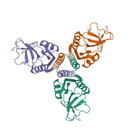 Rcsb Pdb 3pbf Surfactant Protein A Neck And Carbohydrate Recognition Domain Ncrd Complexed
