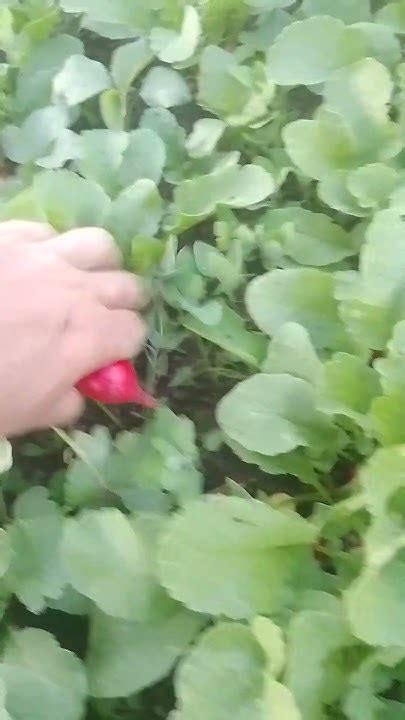 Редиска в июльскую жару #редиска #жара #огород #природноеземледелие # ...