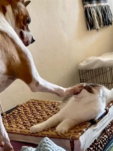 Potret Tingkah Hewan Dengan Aksi Lucu Dan Kocak Dari Kucing Sampai Rakun Hot Liputan Com