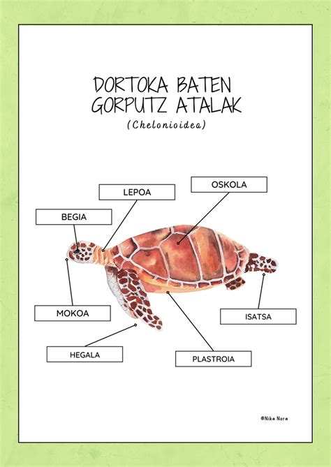 Dortoka Baten Gorputz Atalak Posterra Euskaraz Ressource