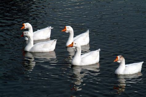 중국거위 Anser Cygnoides Swan Geese Display Full Image
