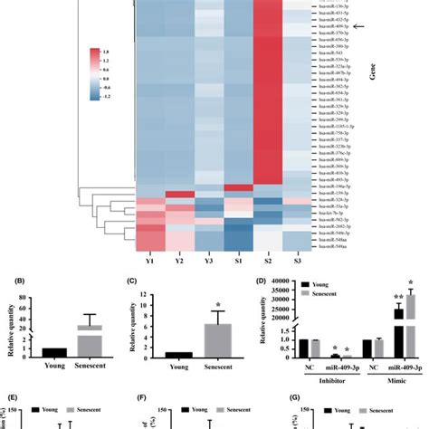 Regulation Of Pp2a By Mir‐409‐3p And The Signalling Proteins In Young