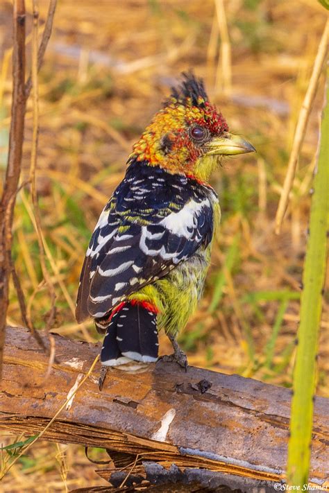 Katavi Crested Barbet Katavi National Park Tanzania Steve Shames