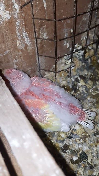 Bourkee Parakeet Youtube