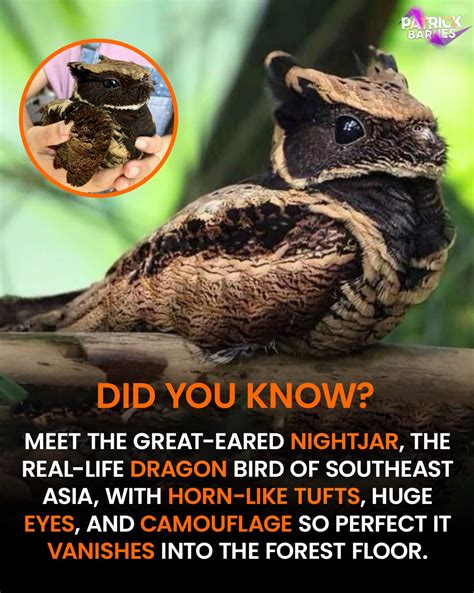 Patrick Meet The Great Eared Nightjar The Real Life Dragon Bird Of