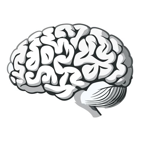 Human Brain Medical Icon Illustration Isolated On White Background Ai
