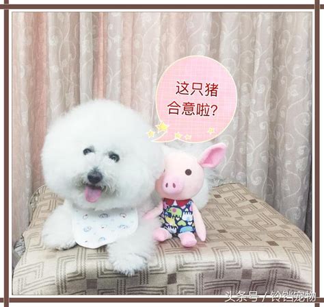 訓犬難，不妨跟這位鏟屎官學習 每日頭條