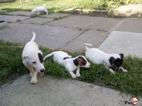 Oglasi Prodaja Džek Rasel Terijer Pas Moj Prijatelj Sve O Psima Na Jednom Mestu Obuka