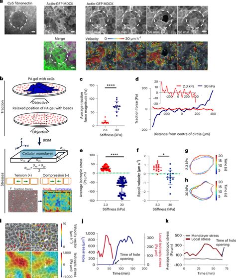 Gel Stiffness Modulates Tissue Stress Within Mdck Monolayers A