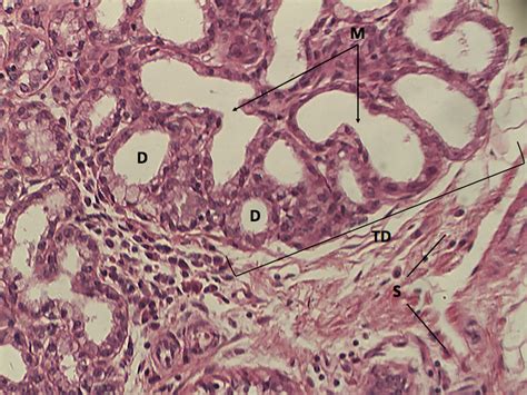 Mammary Gland 20x Histology
