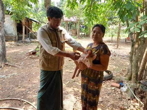 ပေါင်မြို့နယ်တွင် မွေးမြူရေးနှင့်ကုသရေးဦးစီးဌာနမှ မြစိမ်းရောင်ကျေးရွာမ