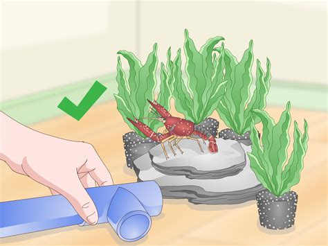 How To Play With A Crayfish