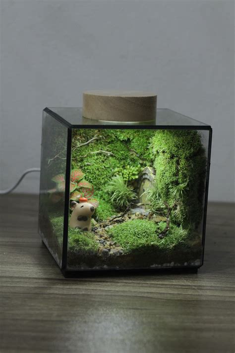 Cubic 11cm Cappy Cổng Vườn Nhiệt Đới